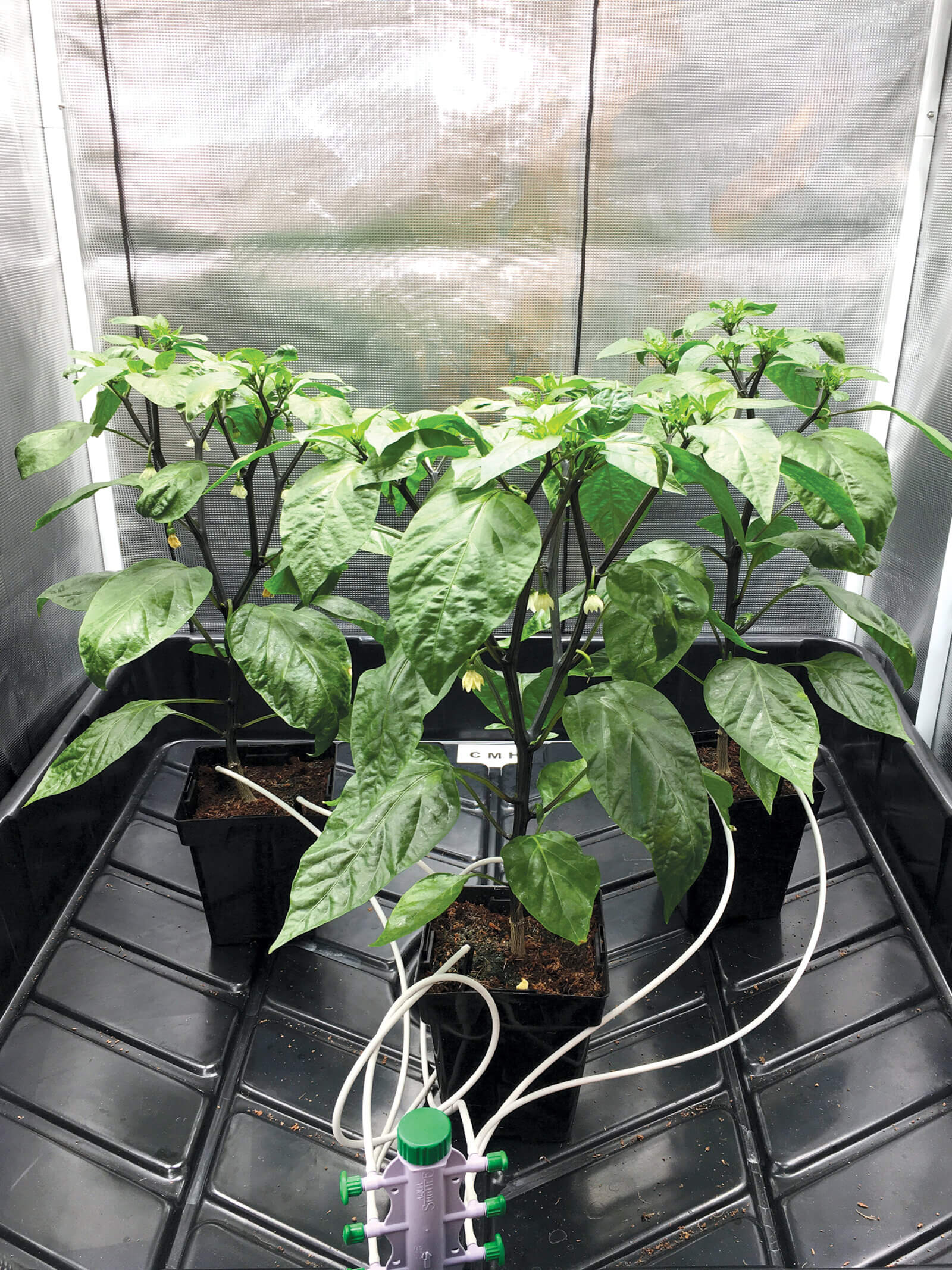 Designing An Efficient Drip Irrigation System In Commercial Cultivation ...