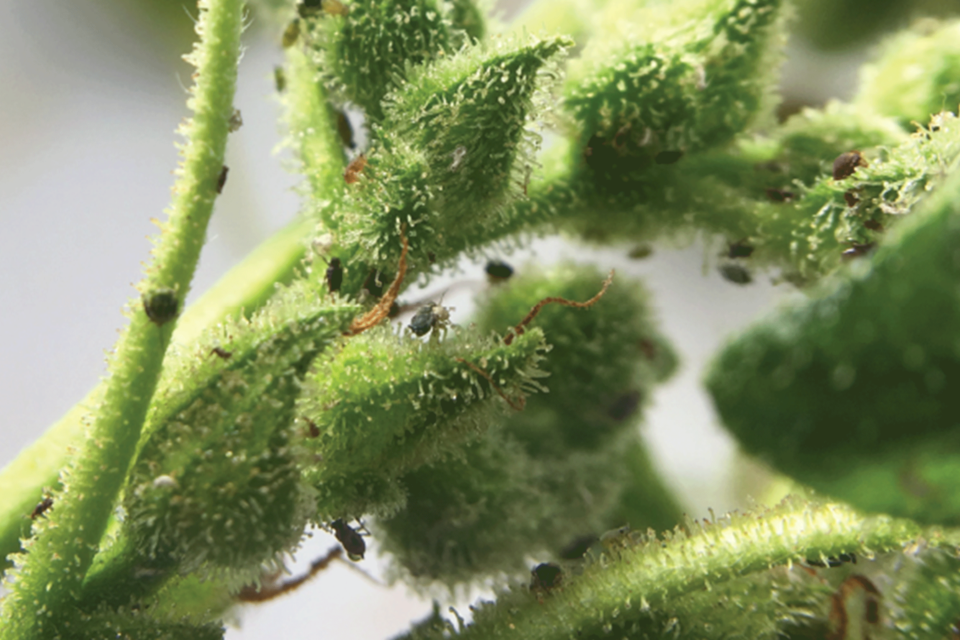 Integrated Pest Management - Hawthorne Gardening Co.