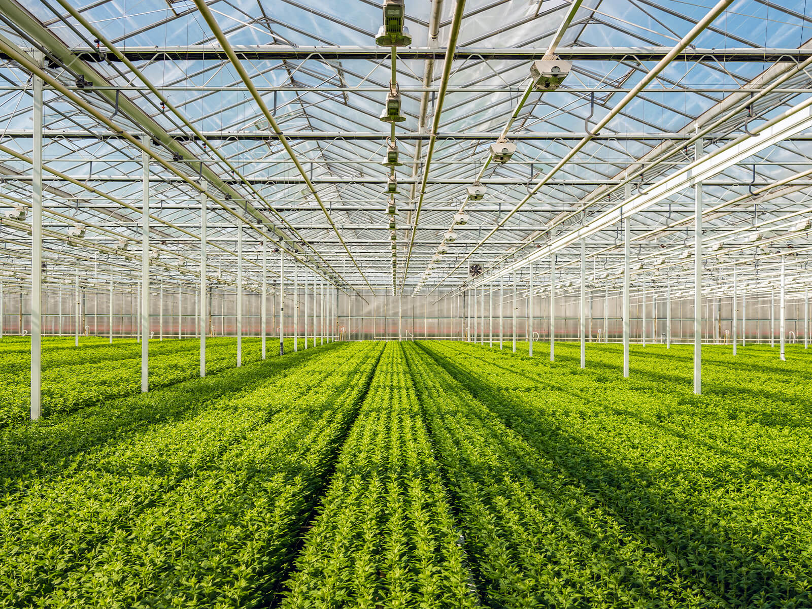 Growing Environment - Hawthorne Gardening Co.