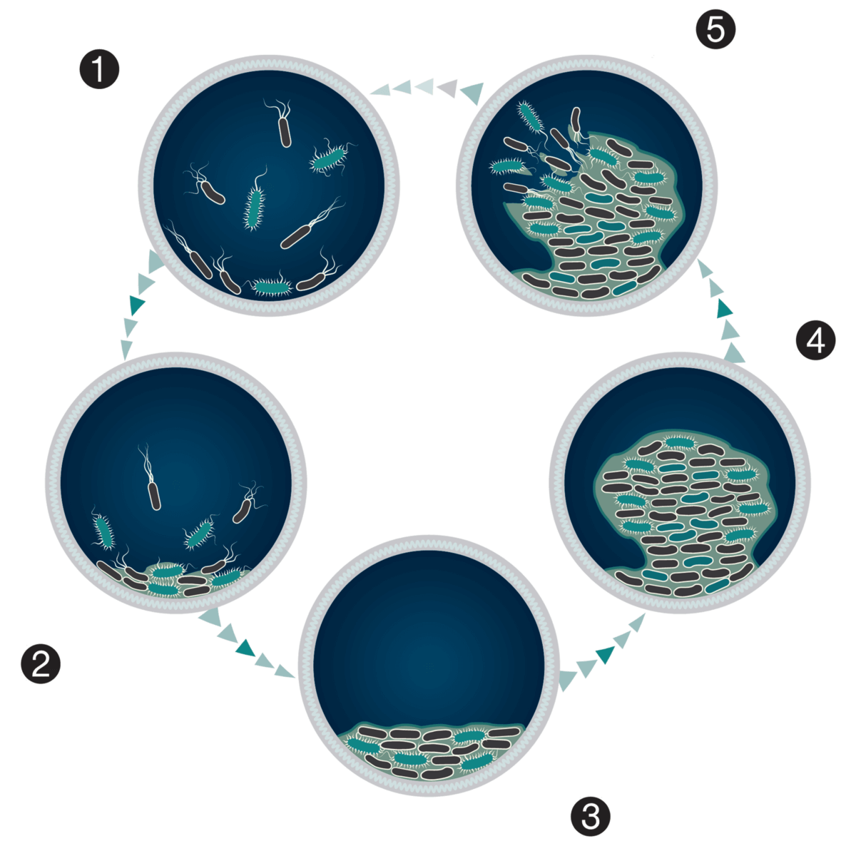 An introduction to Biofilm - Hawthorne Gardening Co.