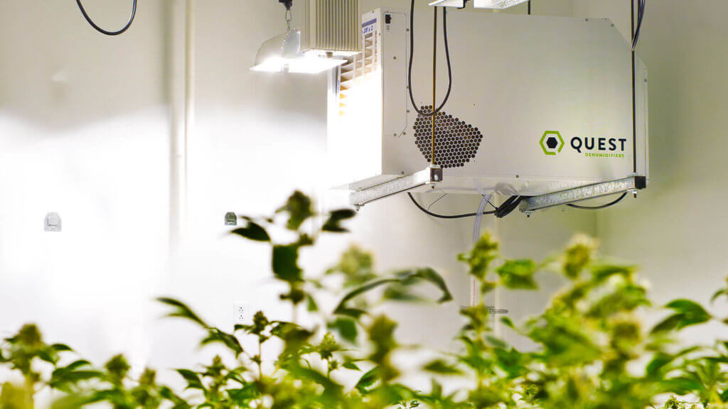 5 Tips for a Seamless Transition from HPS to LED - Hawthorne Gardening Co.