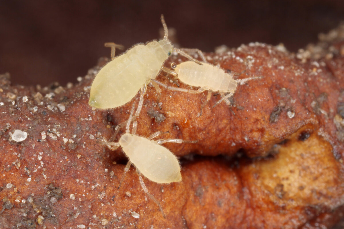 Major CBD Hemp Pests In Controlled Environments - Hawthorne Gardening Co.