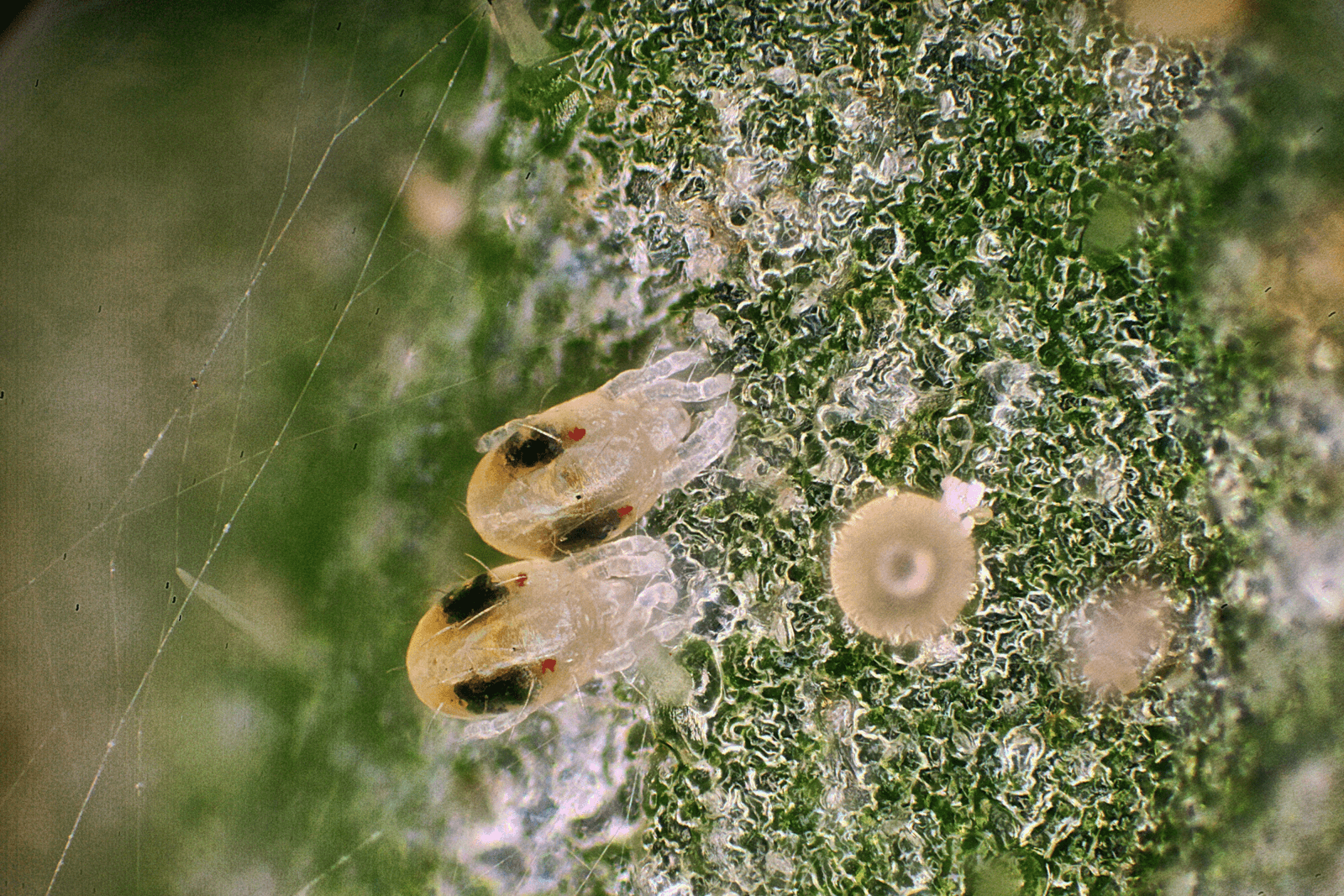 Major CBD Hemp Pests In Controlled Environments - Hawthorne Gardening Co.