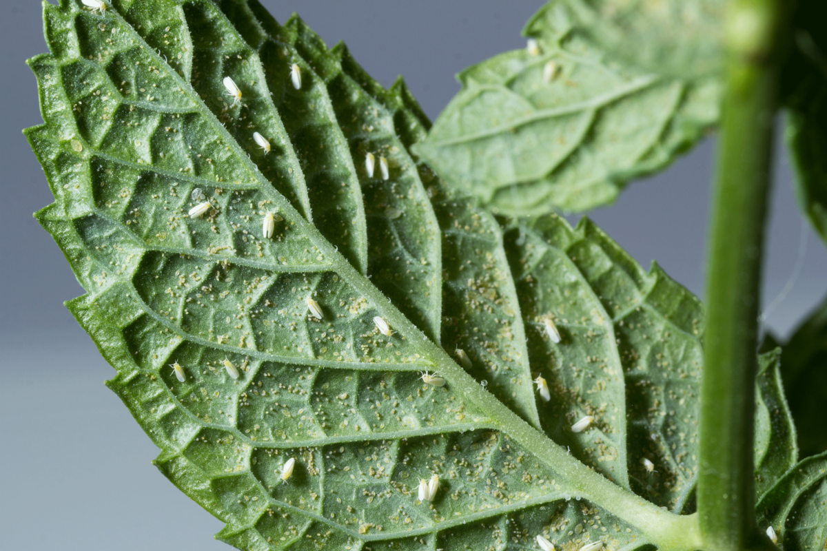 Major CBD Hemp Pests In Controlled Environments - Hawthorne Gardening Co.