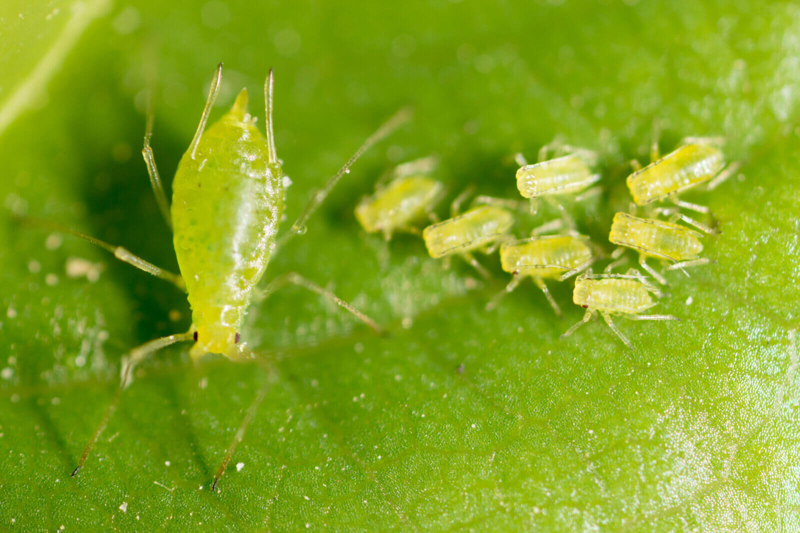 Major CBD Hemp Pests In Controlled Environments - Hawthorne Gardening Co.